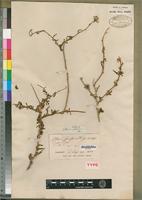Isotype of Othonna spinescens DC. [family ASTERACEAE] on JSTOR