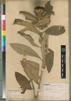 Isotype of Pleiotaxis eximia O.Hoffm. subsp. kassneri (S. Moore) Pope ...