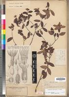 Isotype of Landolphia parvifolia K.Schum. [family APOCYNACEAE] on JSTOR