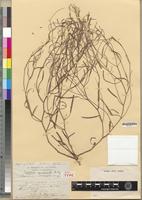 Syntype of Crotalaria cyanoxantha R.Vig. [family FABACEAE ...