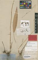 Syntype of Tainia hongkongensis Rolfe [family ORCHIDACEAE] on JSTOR