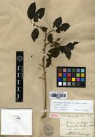 Chlorophora tinctoria in Global Plants on JSTOR