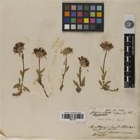 Syntype of Aster tibeticus Hook.f. [family ASTERACEAE] on JSTOR