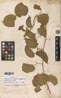 Pithecoctenium crucigerum in Global Plants on JSTOR