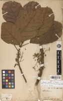 Syntype of Sloanea eichleri K.Schum. [family ELAEOCARPACEAE] on JSTOR