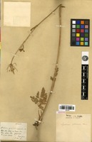 Syntype of Ligusticum glaucescens Franch. [family APIACEAE] on JSTOR