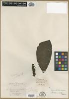 Type? of Falconeria insignis Royle [family EUPHORBIACEAE] on JSTOR