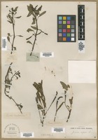 Jussiaea repens in Global Plants on JSTOR