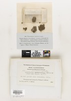 Type? of Notothylas valvata Sull. [family NOTOTHYLADACEAE] on JSTOR