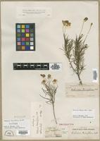 Helenium tenuifolium in Global Plants on JSTOR