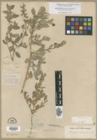 Atriplex arenaria in Global Plants on JSTOR