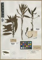 Jussiaea repens in Global Plants on JSTOR