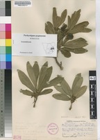 Pachystigma pygmaeum in Global Plants on JSTOR