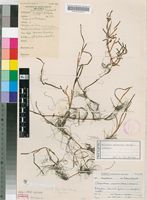 Halodule uninervis in Global Plants on JSTOR