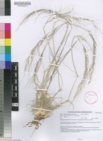 Stipagrostis ciliata in Global Plants on JSTOR