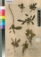 Pachystigma pygmaeum in Global Plants on JSTOR