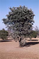 Brachylaena rotundata S.Moore on JSTOR