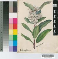 Acokanthera spectabilis in Global Plants on JSTOR
