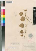 Cucumis humifructus in Global Plants on JSTOR