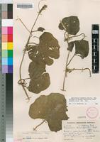 Cucumis humifructus in Global Plants on JSTOR