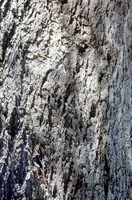 Acacia polyacantha in Global Plants on JSTOR