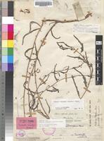 Adenia repanda in Global Plants on JSTOR