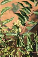 Kirkia acuminata in Global Plants on JSTOR