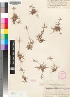 Digitaria scalarum in Global Plants on JSTOR