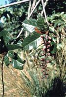 Barringtonia racemosa in Global Plants on JSTOR