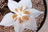 Gethyllis britteniana in Global Plants on JSTOR