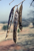 Acacia polyacantha in Global Plants on JSTOR