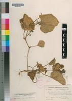 Cucumis humifructus in Global Plants on JSTOR