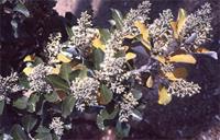 Brachylaena rotundata S.Moore on JSTOR