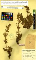 Syntype of Salvia gattefossei Emberger [family LAMIACEAE] on JSTOR