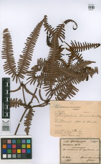 Gleichenia linearis in Global Plants on JSTOR