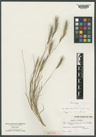 Aristida congesta in Global Plants on JSTOR