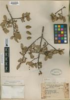 Quercus pacifica in Global Plants on JSTOR