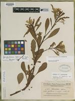 Jussiaea repens in Global Plants on JSTOR