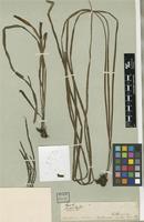 Vittaria elongata in Global Plants on JSTOR