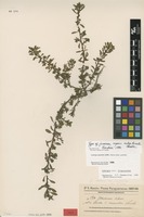 Jussiaea repens in Global Plants on JSTOR