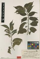 Chlorophora tinctoria in Global Plants on JSTOR