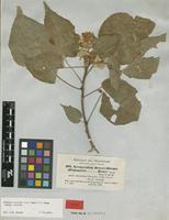 Dombeya torrida in Global Plants on JSTOR