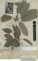 Mimusops laurifolia in Global Plants on JSTOR