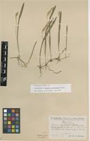 Syntype of Liparis cyclostele Schltr. [family ORCHIDACEAE] on JSTOR