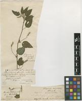 Digera arvensis in Global Plants on JSTOR