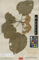 Dombeya torrida in Global Plants on JSTOR