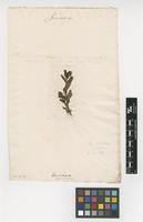 Jussiaea repens in Global Plants on JSTOR