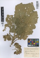 Filed as Glossostemon bruguieri Desf. [family STERCULIACEAE] on JSTOR