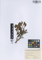 Jussiaea repens in Global Plants on JSTOR