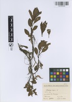 Jussiaea repens in Global Plants on JSTOR